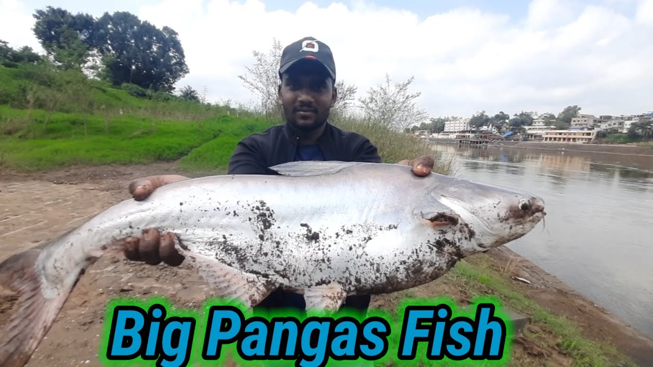 Amazing Fishing Style | Big Pangas Fish Catching in Krishna River - YouTube