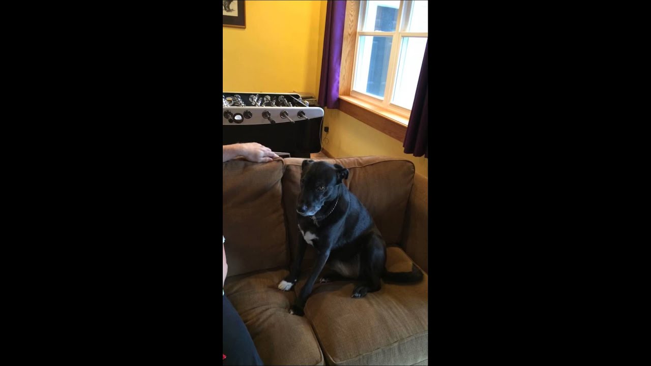 Violin Screech Dog - YouTube