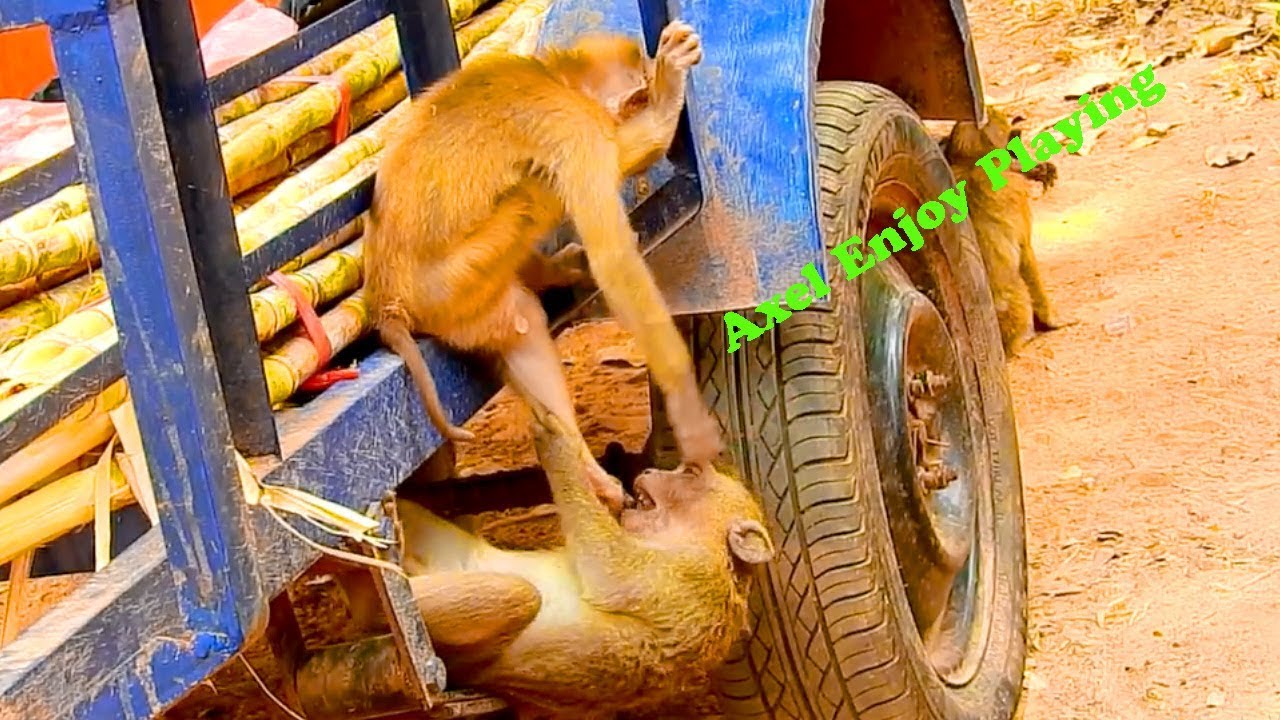 Axel Integration With His Activity In The Amari's Troupe|#Monkey ...
