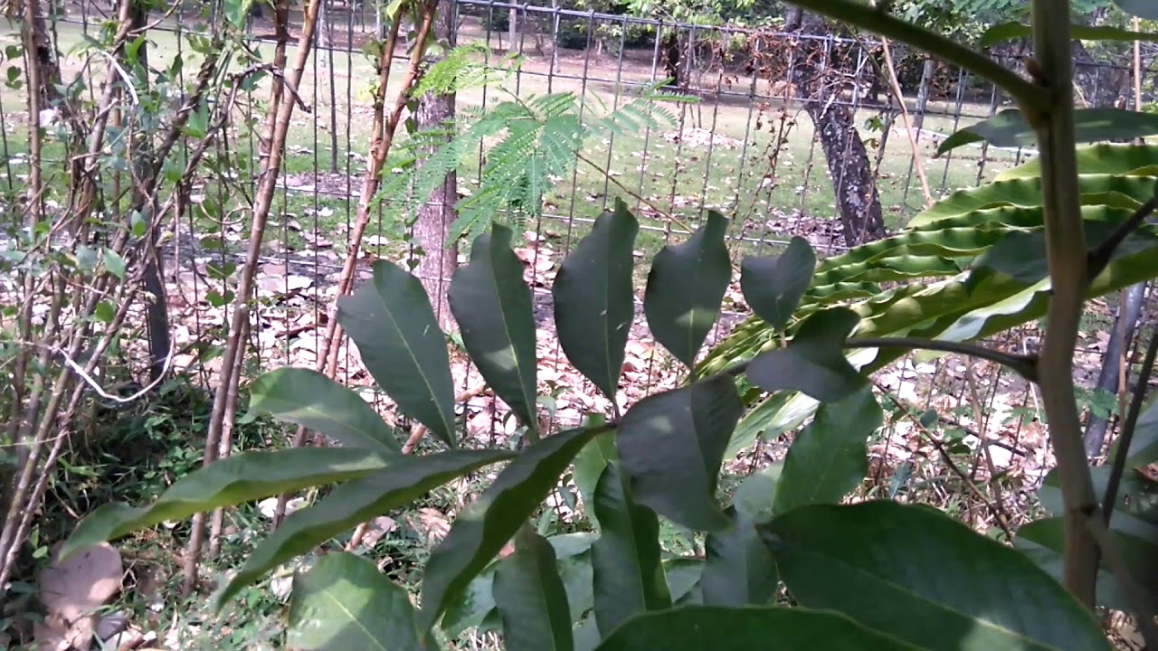 The ackee Tree, Achee Plant, ackee apple , ayee (Blighia sapida) - YouTube