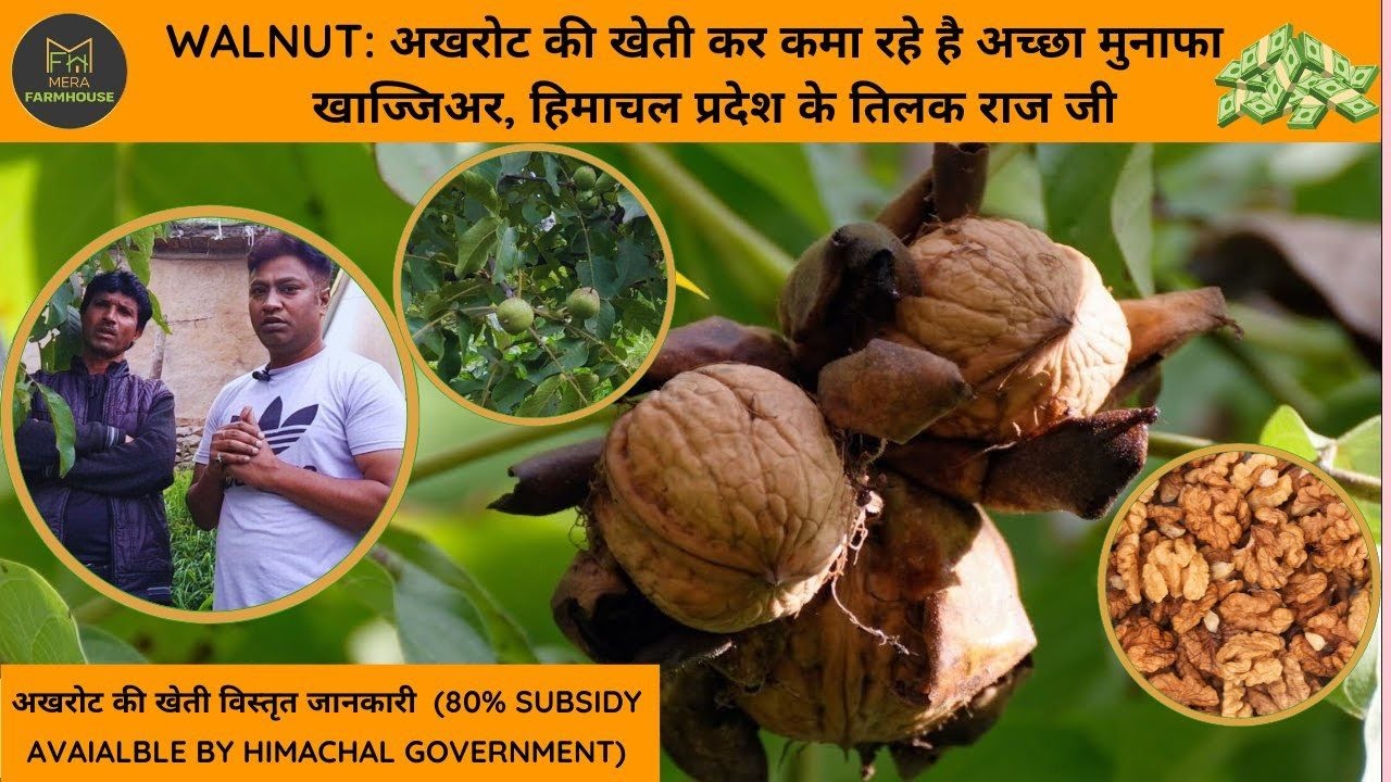 Walnut Farming | Earning Good Profits by Cultivating Walnuts - Tilak ...