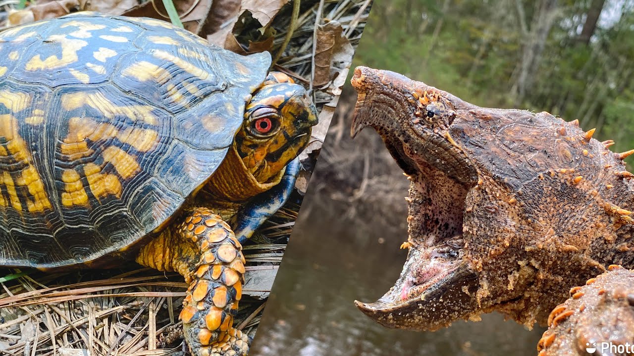Colorful Box Turtles and an Alligator Snapper! Fall Herping 2022 - YouTube