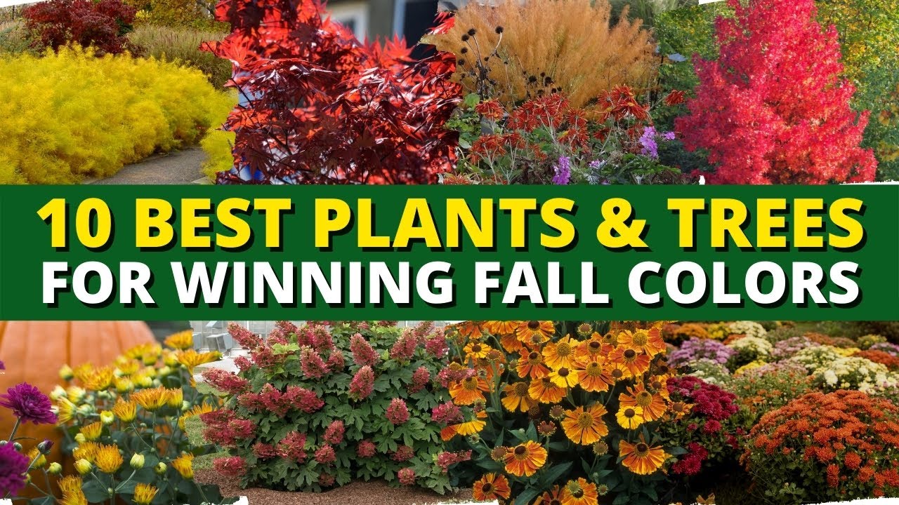 Top 10 Plants and Trees for Winning Fall Color 🍁 Autumn Garden 🧡Garden ...