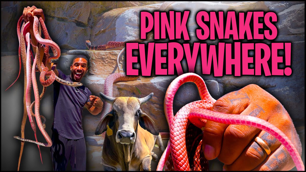 PINK SNAKES EVERYWHERE! RELEASING COACHWHIP SNAKES | THE REAL TARZANN ...