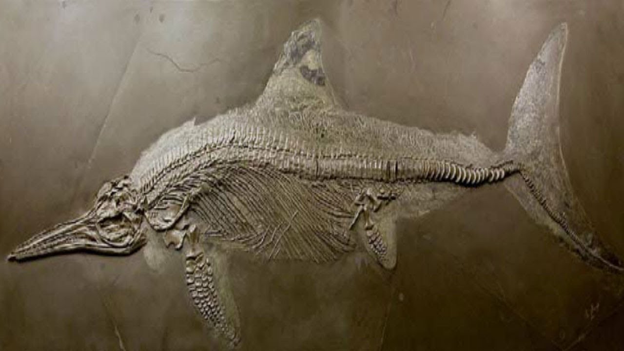 Yet Another New Fossil Discovery With Soft Tissue. - YouTube