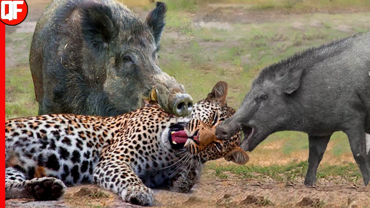 Leopard Eating Pig