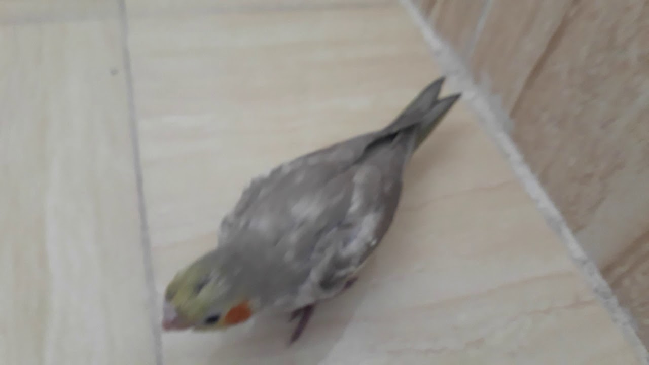 Hand feeding cockatiel #cockatiel #bird #handraising - YouTube