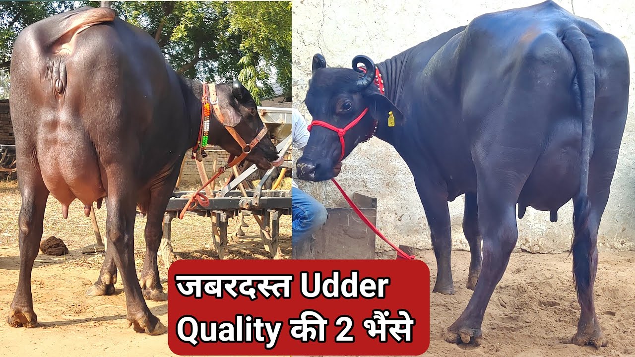 जबरदस्त Udder Quality की Murrha झोटी मात्र 9 दिन की सुई 15 किलो दूध ...