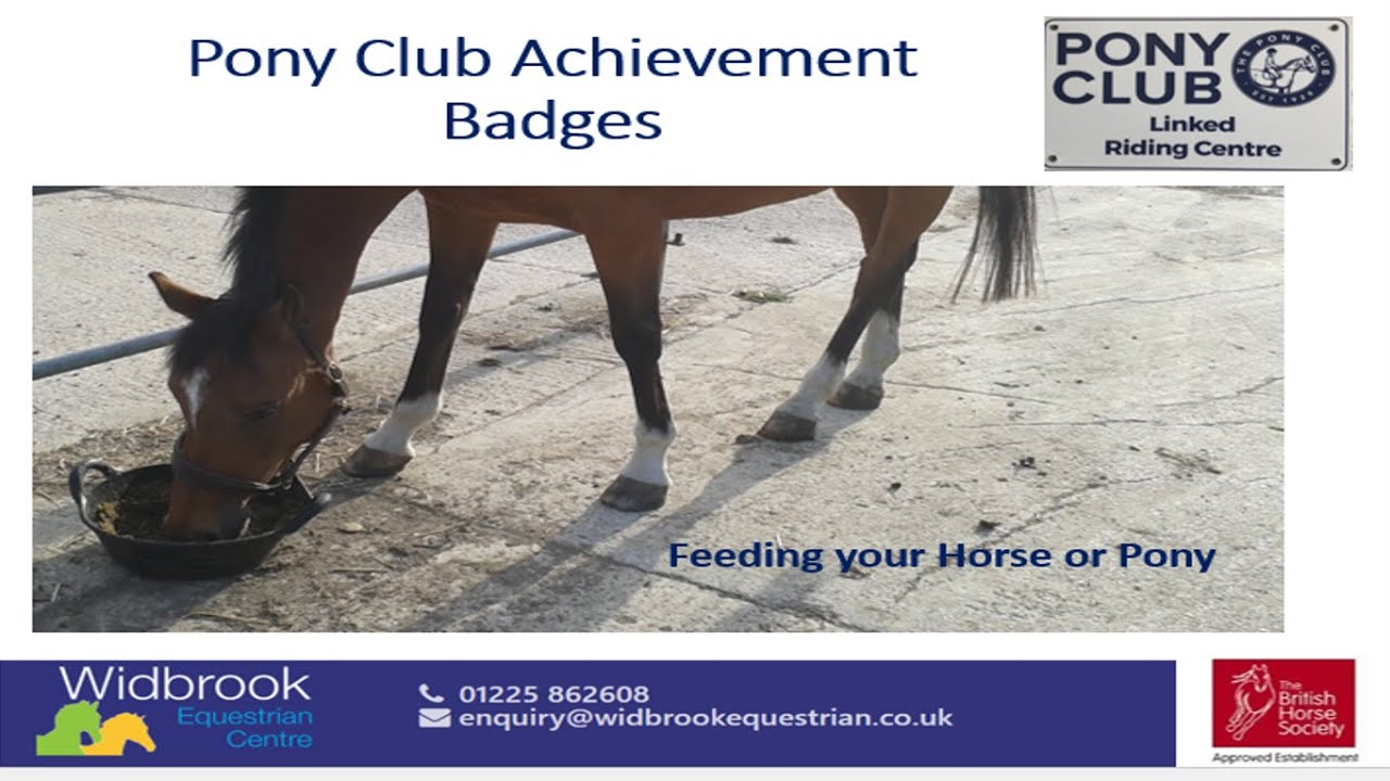 Widbrook Pony Club - Feeding Achievement Badge week 1 - YouTube