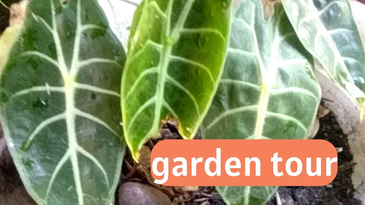 Garden Tour: Plant Care Tips para sa tag-init na panahon - YouTube