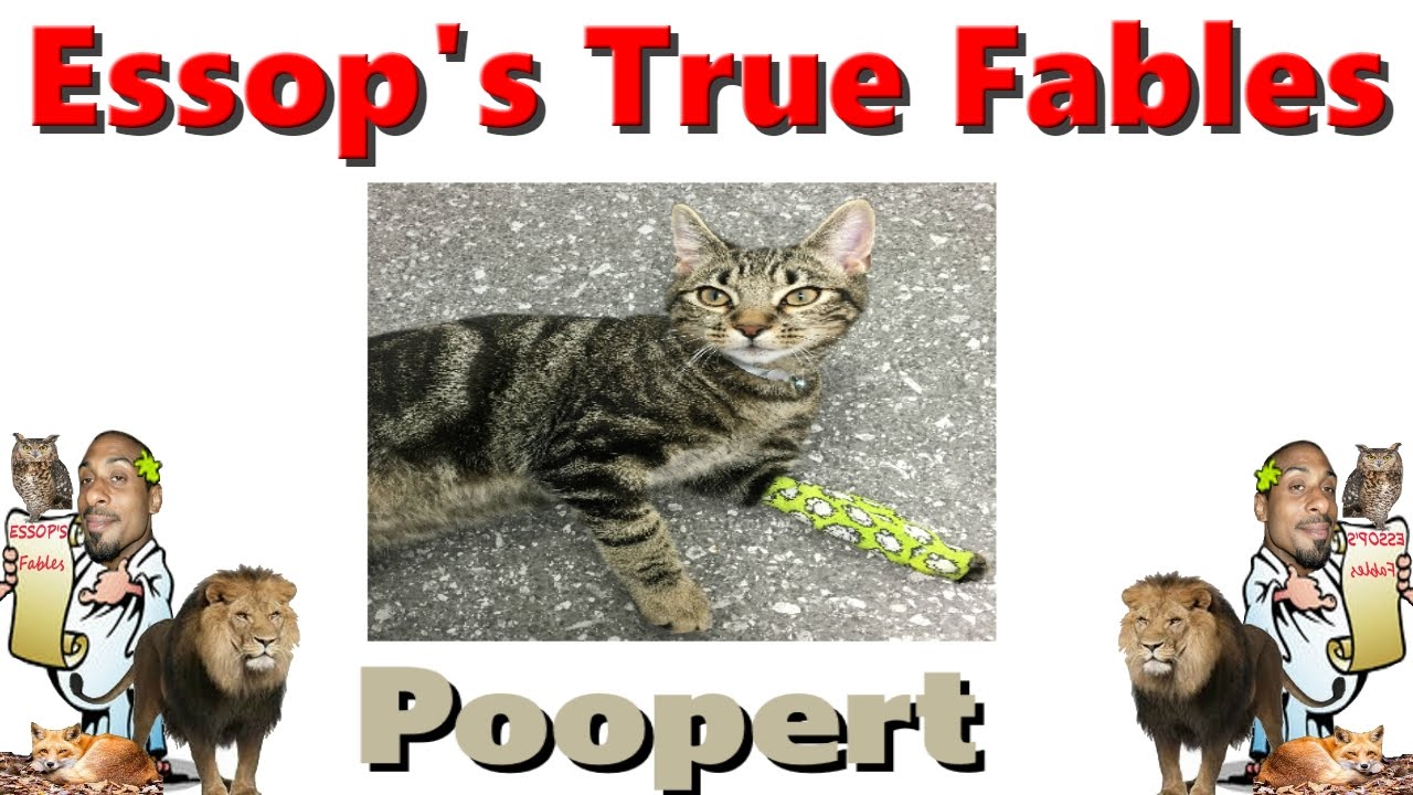 INSPIRATIONAL CAT: Poopert ( Important LIFE LESSON!!) - YouTube