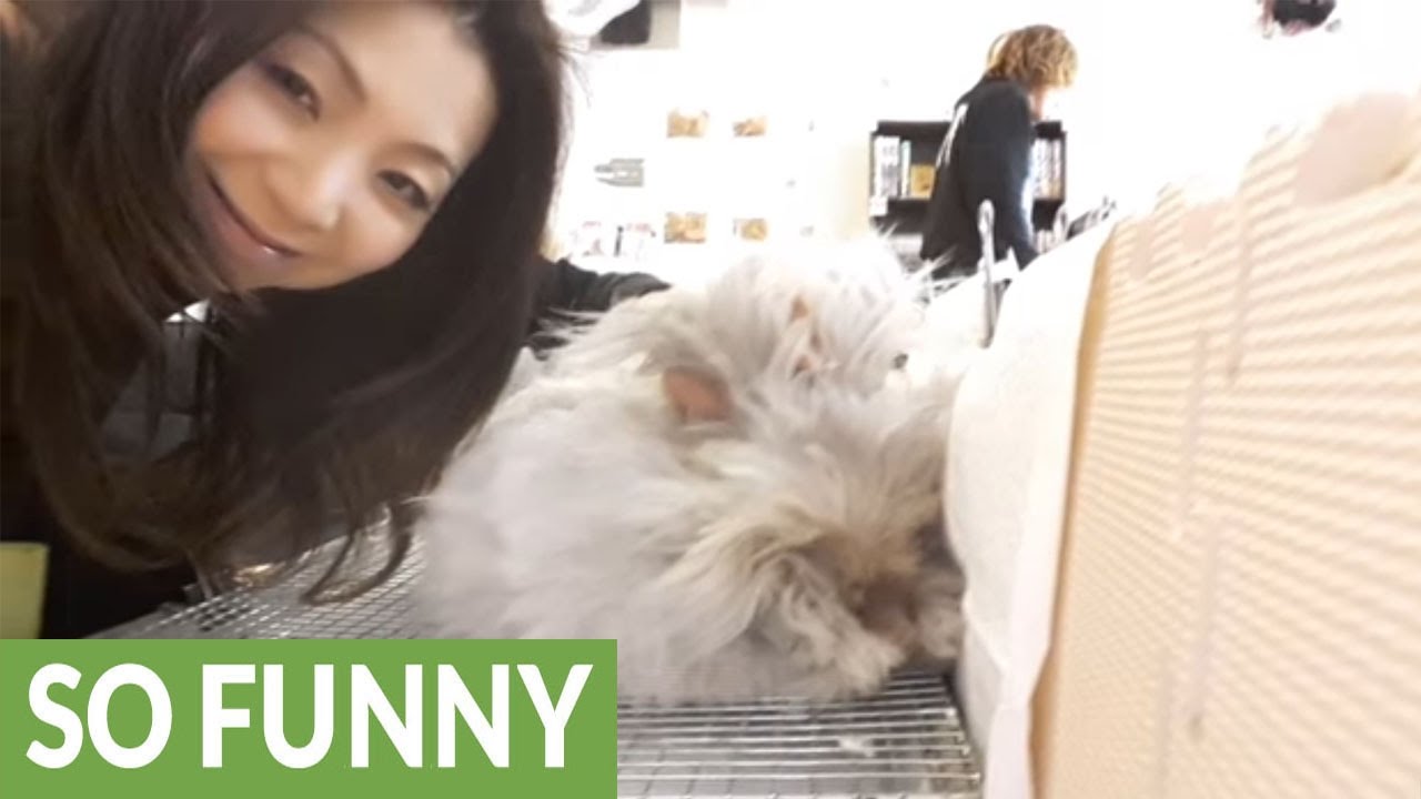 Japanese rabbit cafe dream come true for animal lovers - YouTube