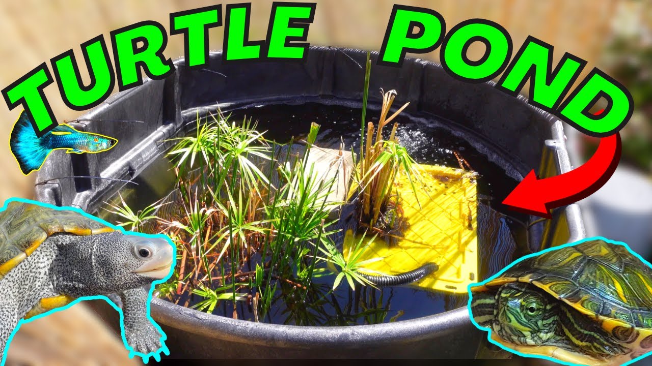 DIY 300gal TURTLE POND in 5 MINUTES! - YouTube