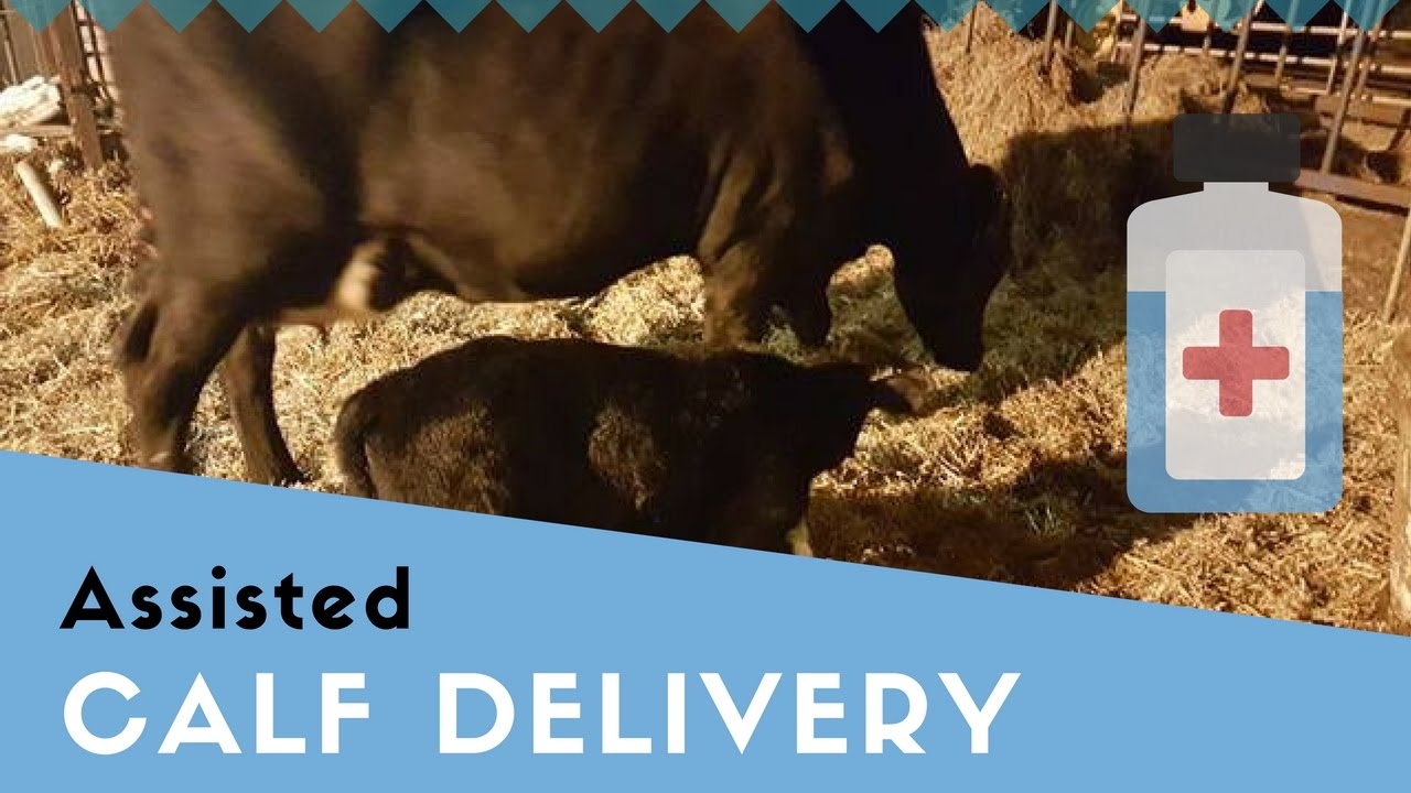 Assisted Cow Birth - GRAPHIC - YouTube