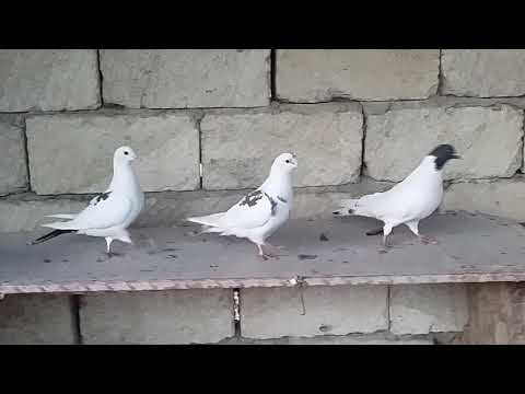 Qarabas ve cepler Lenkeran veravul