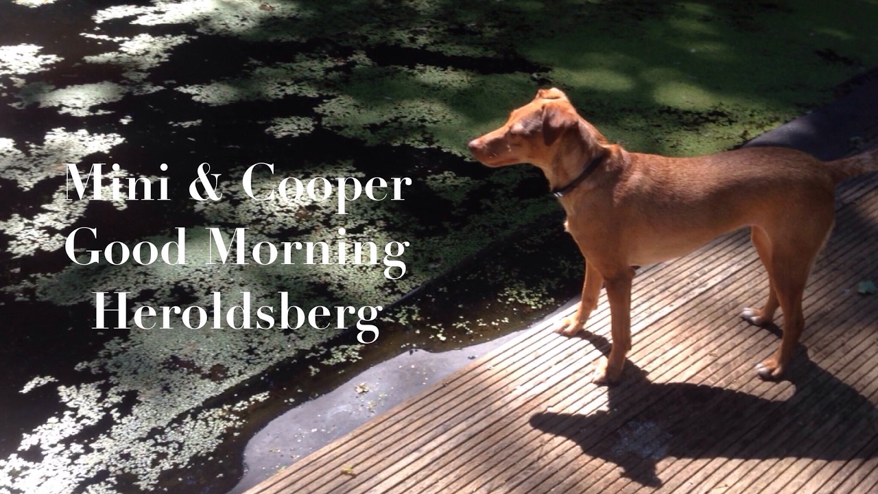 Mini Cooper - Good Morning Heroldsberg! - YouTube