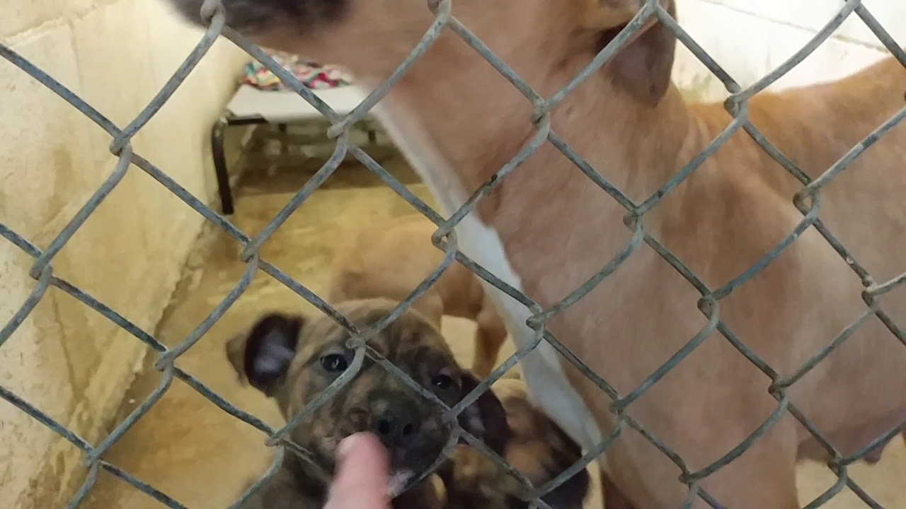 Pixie and pups Dec 22 - YouTube