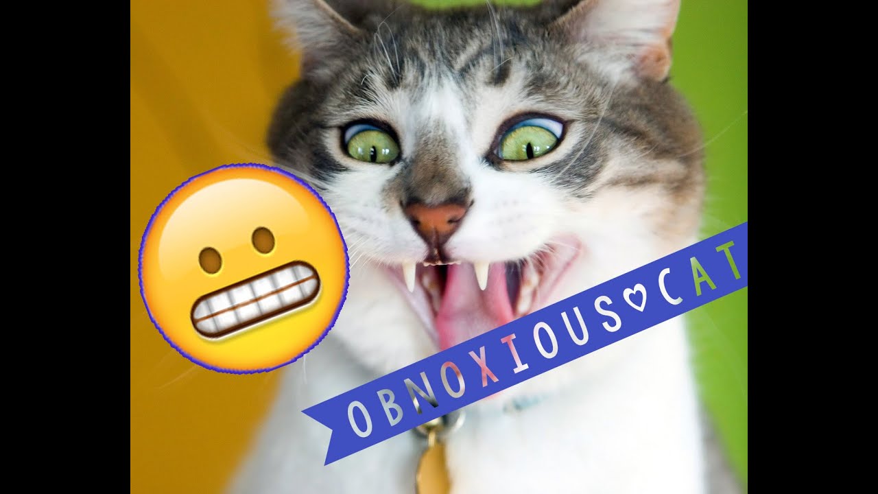 Obnoxious Cat - YouTube