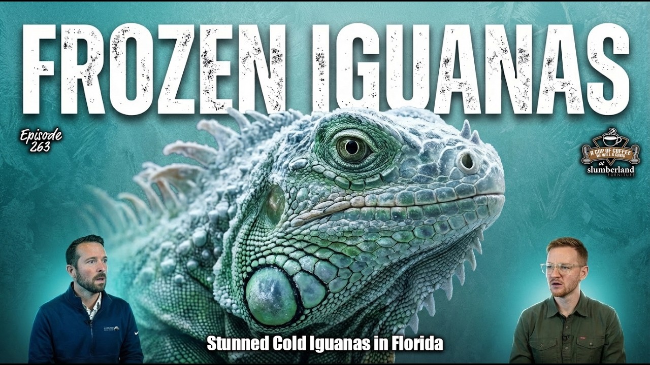 Frozen Iguana? Thousands of Stunned COLD Iguanas Turned Into State 🦎 ...