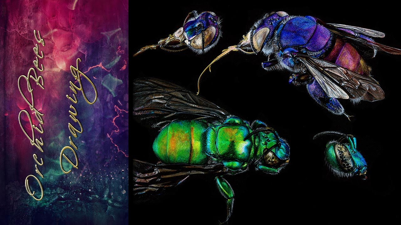 Orchid Bees Color Pencil Drawing #Ambrojordiart - YouTube
