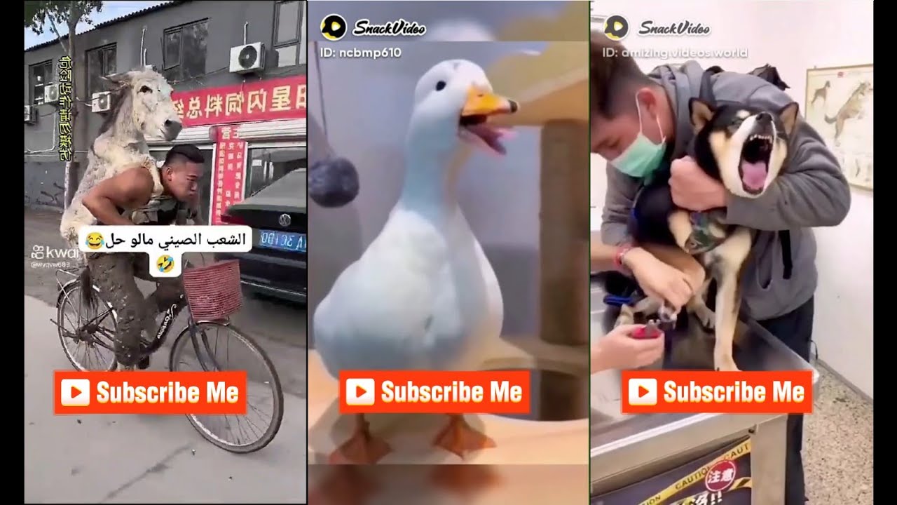 FUNNY VIRAL ANIMAL CLIPS | VIRAL SHORT CLIPS PART 01 - YouTube