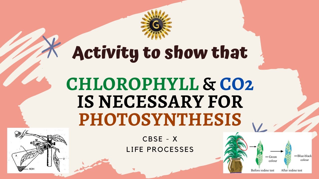 An activity to show that Chlorophyll & CO2 is necessary for ...
