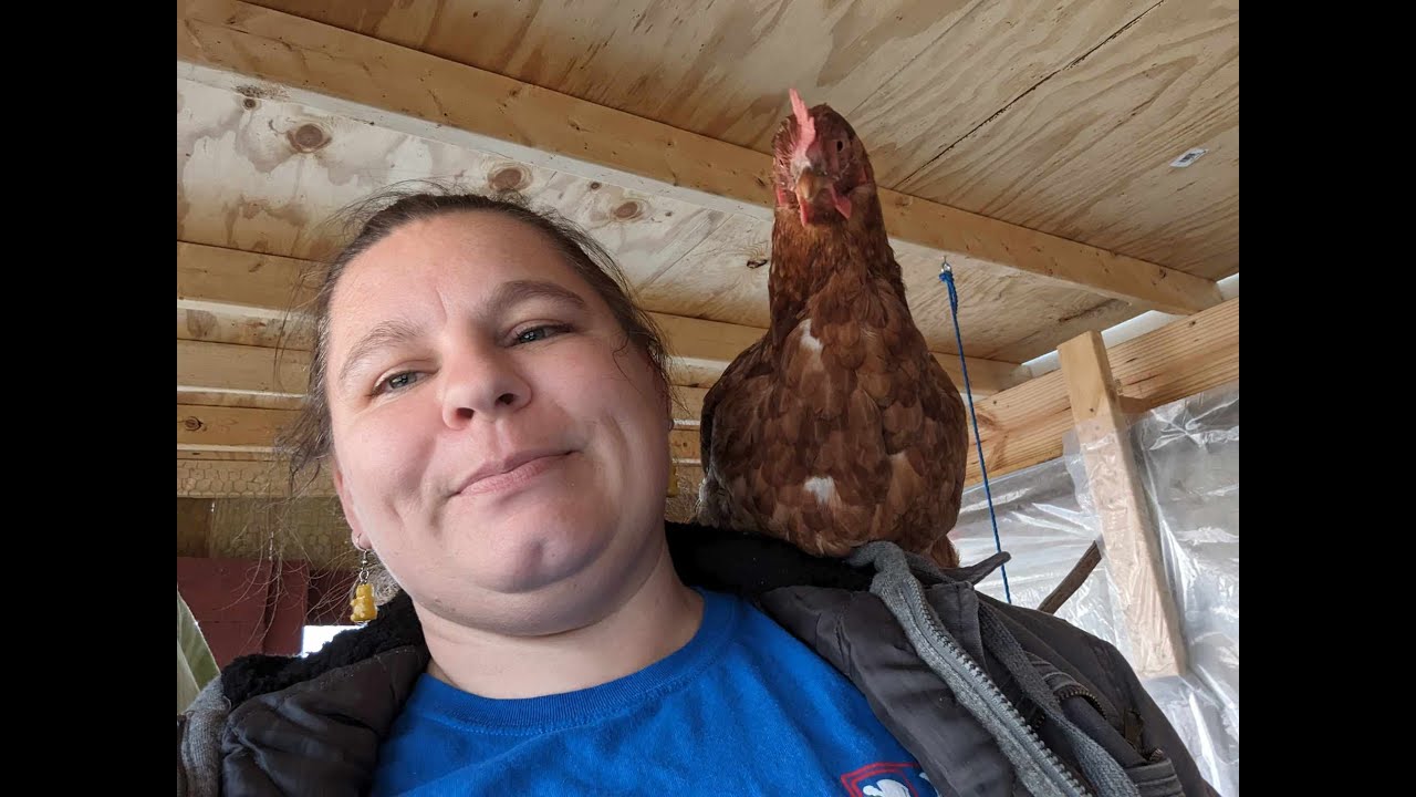 Chicken Falls Asleep on Shoulder! - YouTube