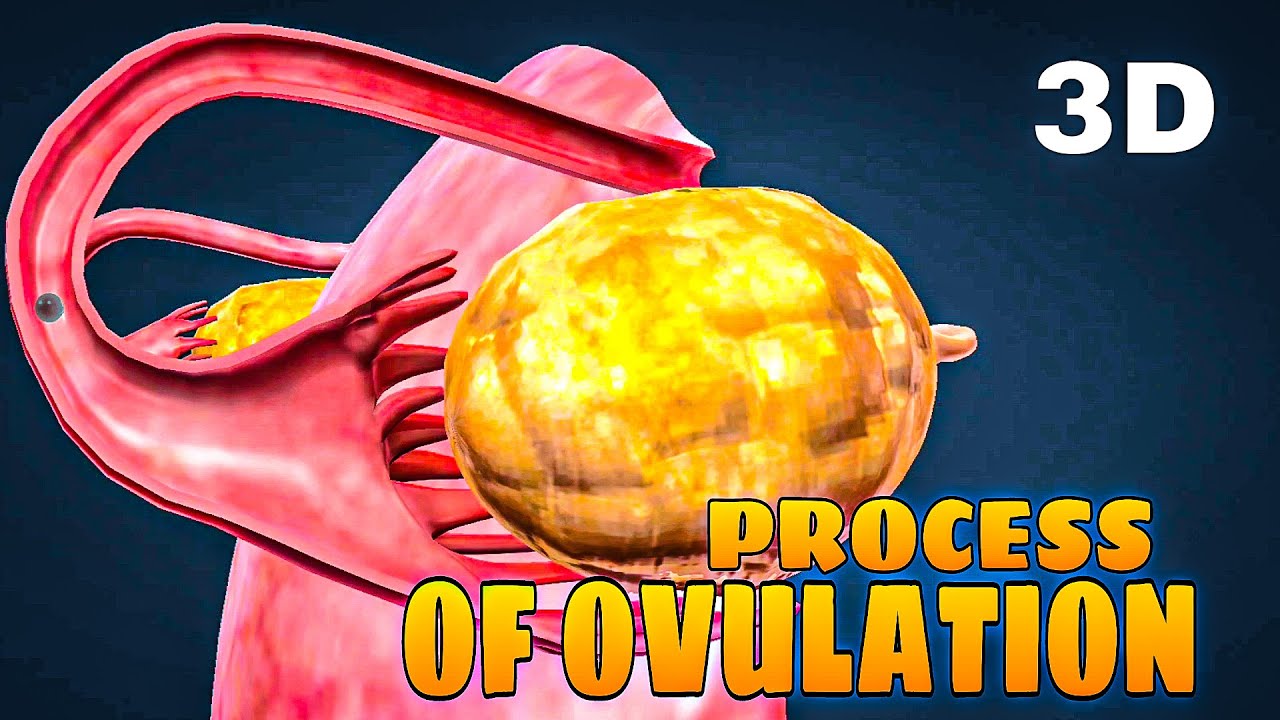 Ovulation 3D animation। Mensuration cycle । Mr. Angry। 3D animation ...