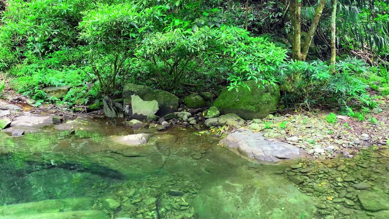 Clear Blue Stream in Deep Forest, Gentle Stream Sounds, Chirping Birds ...