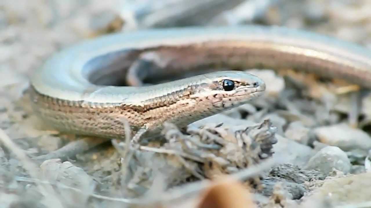 Ablepharus kitaibelii stepaneki I: pannon gyik - soparlita de frunzar ...