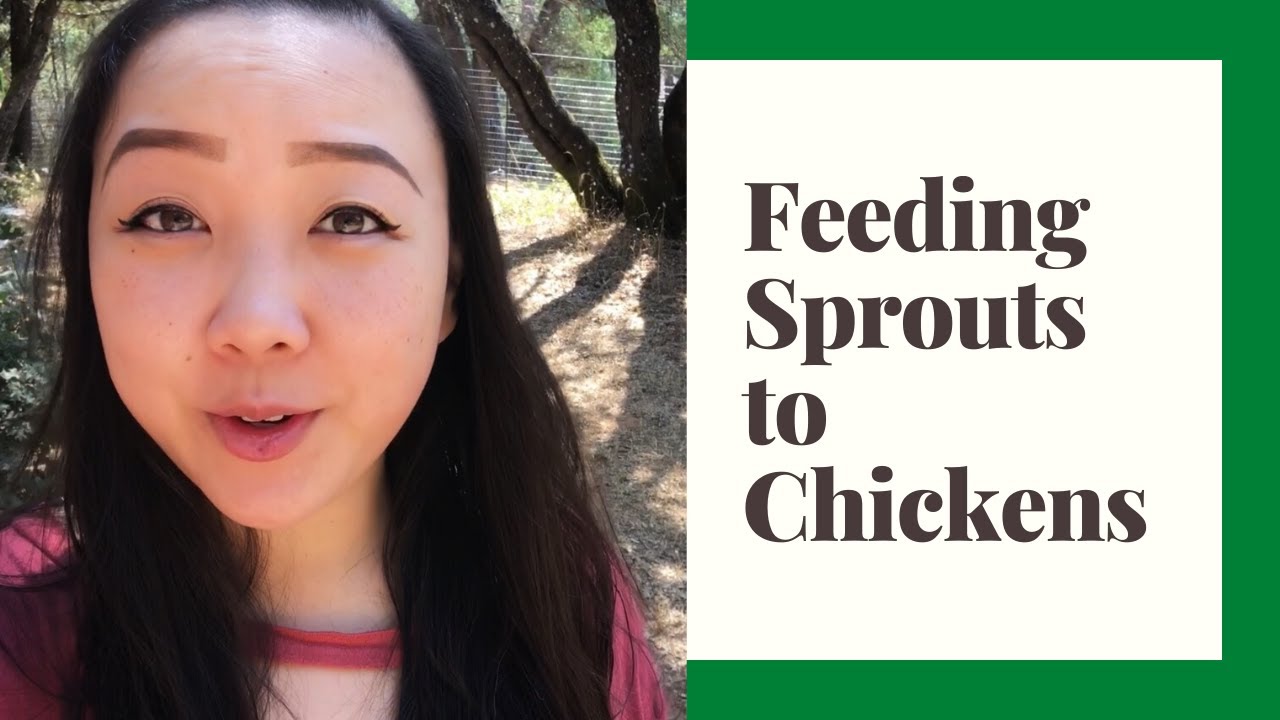 Feeding Sprouts to Chickens - YouTube