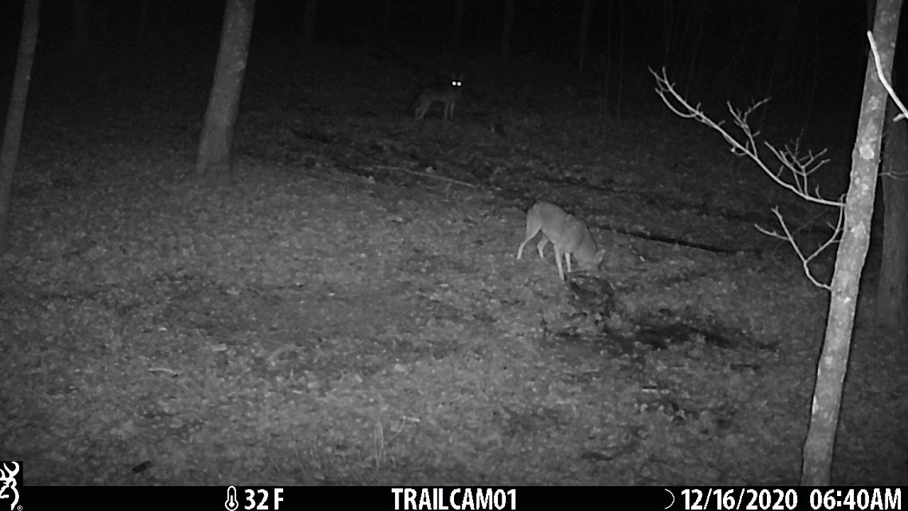 Coyote Game Cam footage - YouTube
