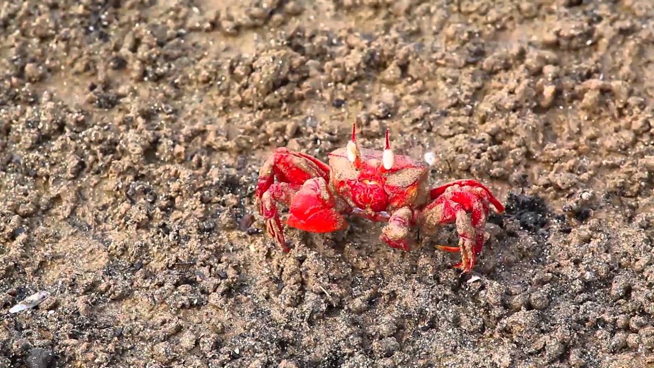 Red Crabs in Hope Island Kakinada Andhra Pradesh - YouTube