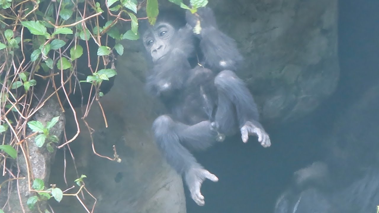 Baby gorilla Ringo (10 months old) looks like a Peter Pan - YouTube