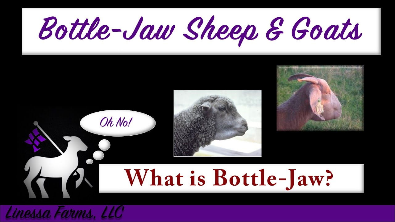 Bottle Jaw in Goats: The ULTIMATE Guide for US Goat Owners ...
