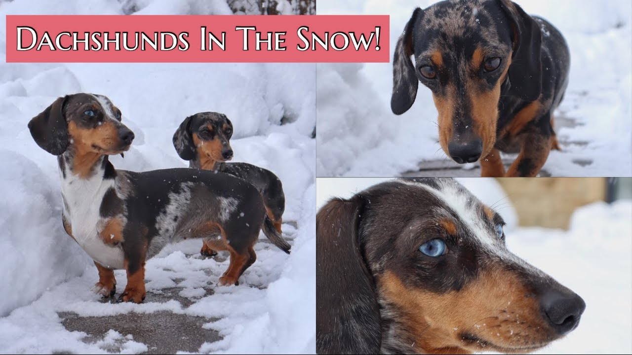 DAPPLE DACHSHUNDS HAVING FUN IN THE SNOW | Pupdate/Catch Up - YouTube