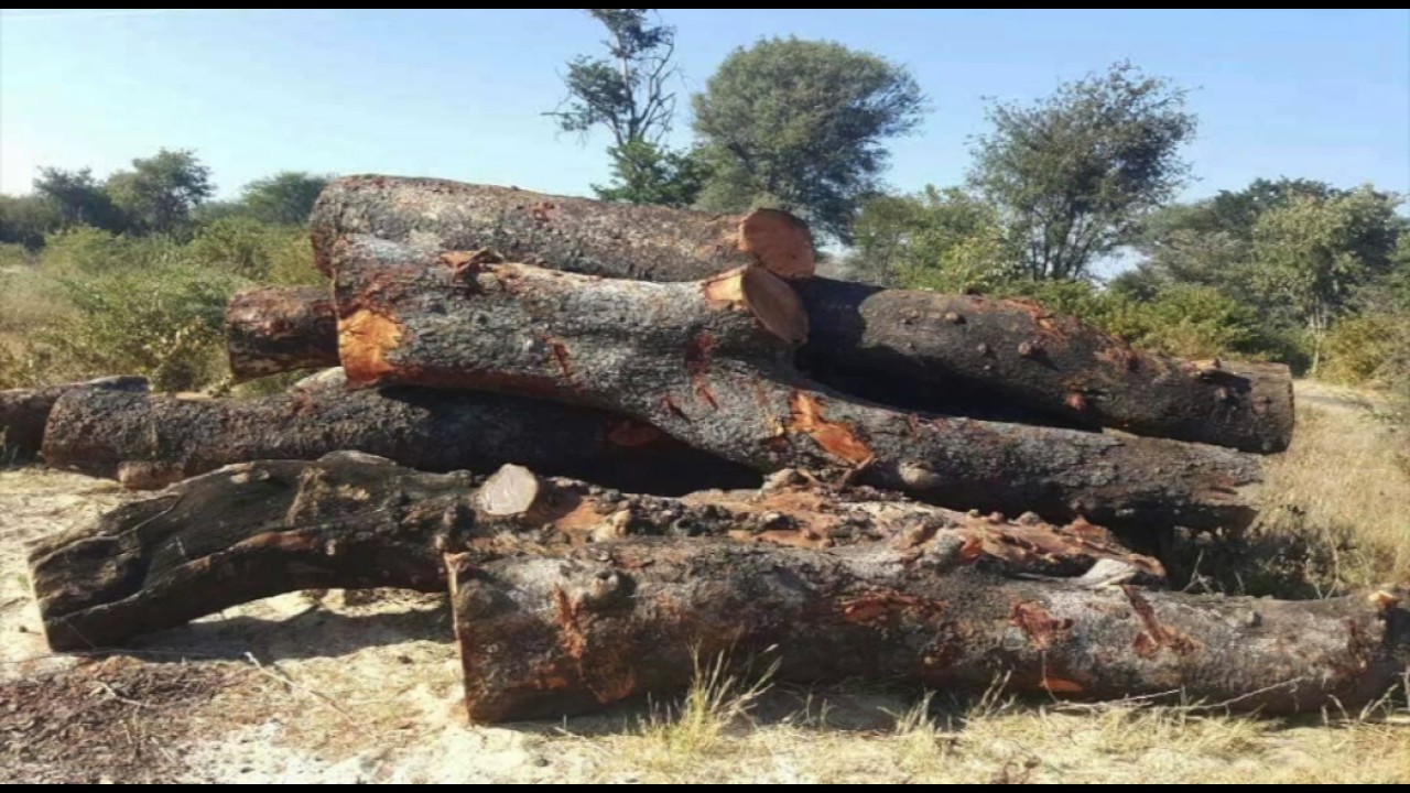 It's A Wrap: Chinese plunder Namibia's natural resources - YouTube