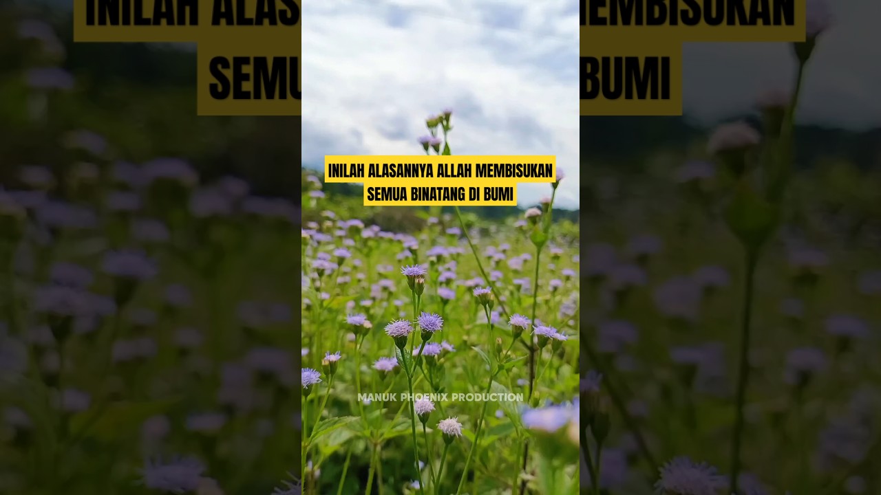 Kenapa Semua Hewan diBisukan? #short #kisahnabidanrasul #kisahislami ...