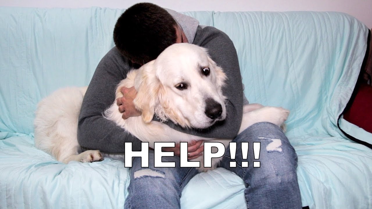 Hugging my dog for too long [with funny dog’s commentary] - YouTube