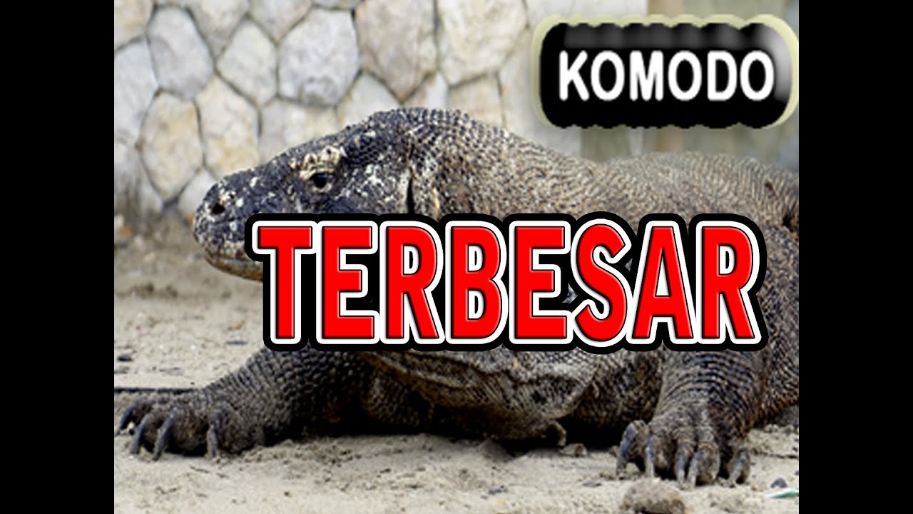 PULAU KOMODO - YouTube