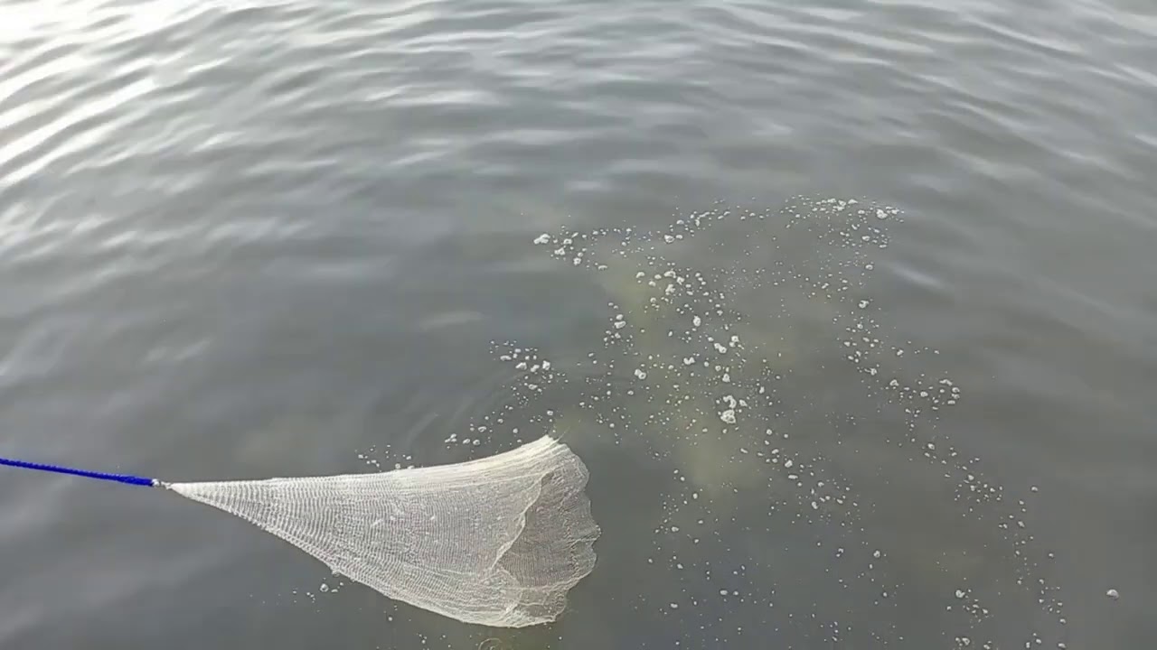 Fishing using cast net(laya)and lambat - YouTube