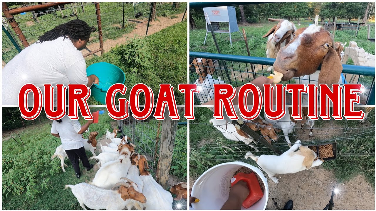 Our Goat Routine | #farming | Raising Goats | Mobile Home Living - YouTube