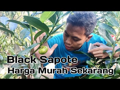 Black Sapote Buah Sawo Hitam Harga murah sekarang - YouTube