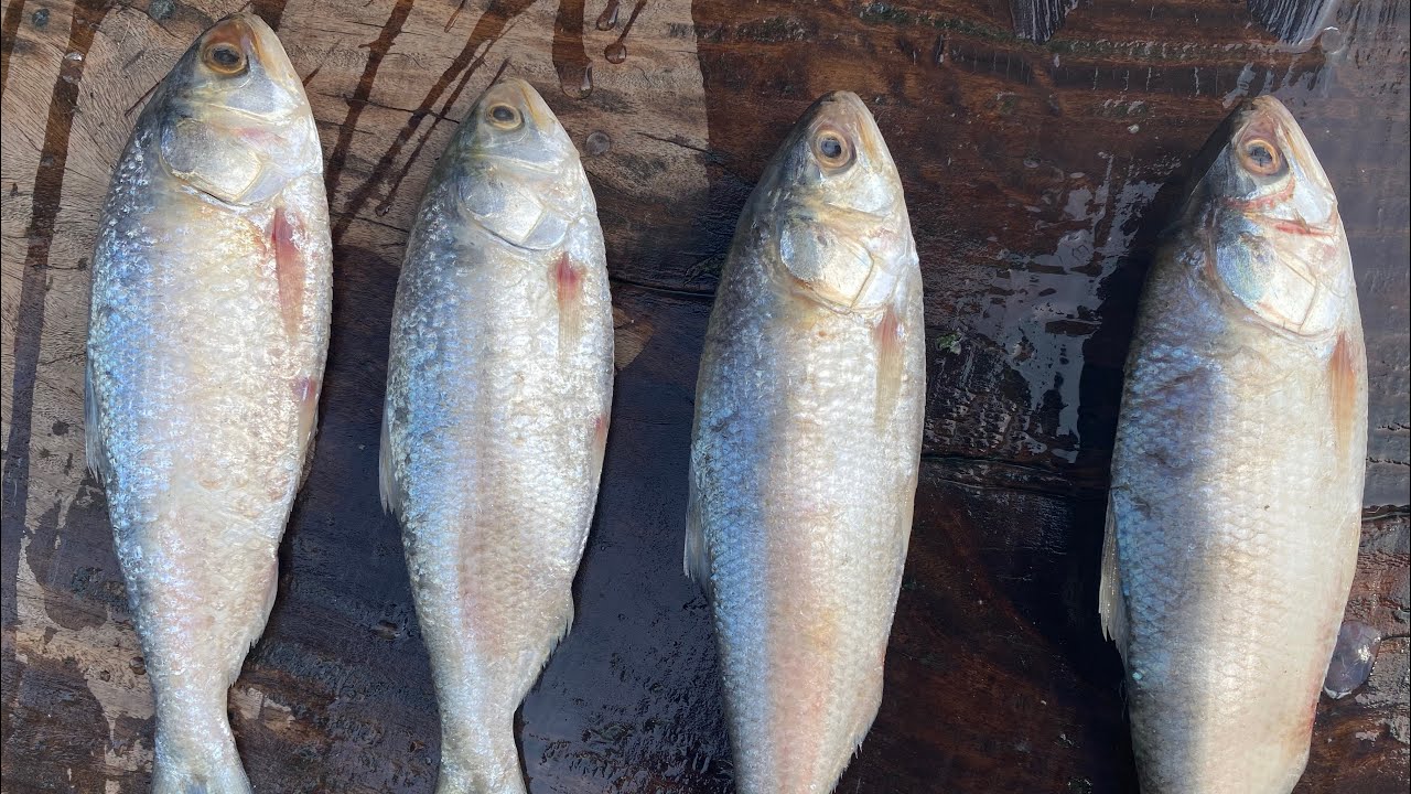 The famous palo fish of jamshoro - YouTube