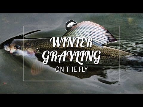 How to catch Winter Grayling | Euronymphing | River Clyde - YouTube