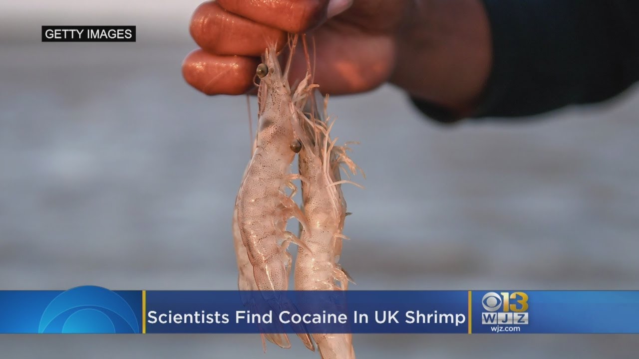 Scientists Find Cocaine In UK Shrimp - YouTube