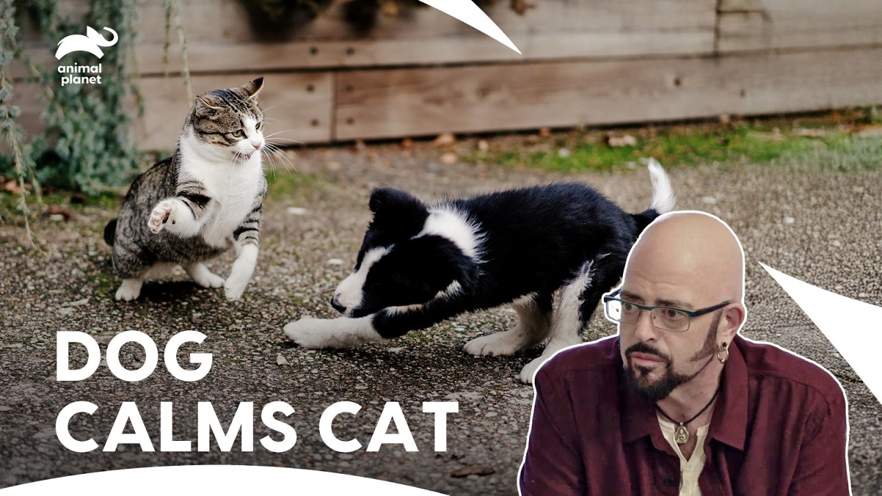 Cat Agression & Onwer Blame | My Cat From Hell | S6 Ep 1,2,3 | Animal ...