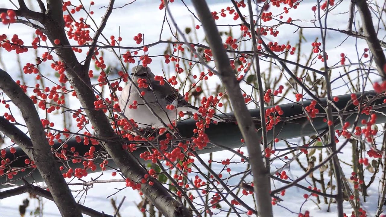 Capital Naturalist: Northern Mockingbird Feeding on Winterberry Holly ...