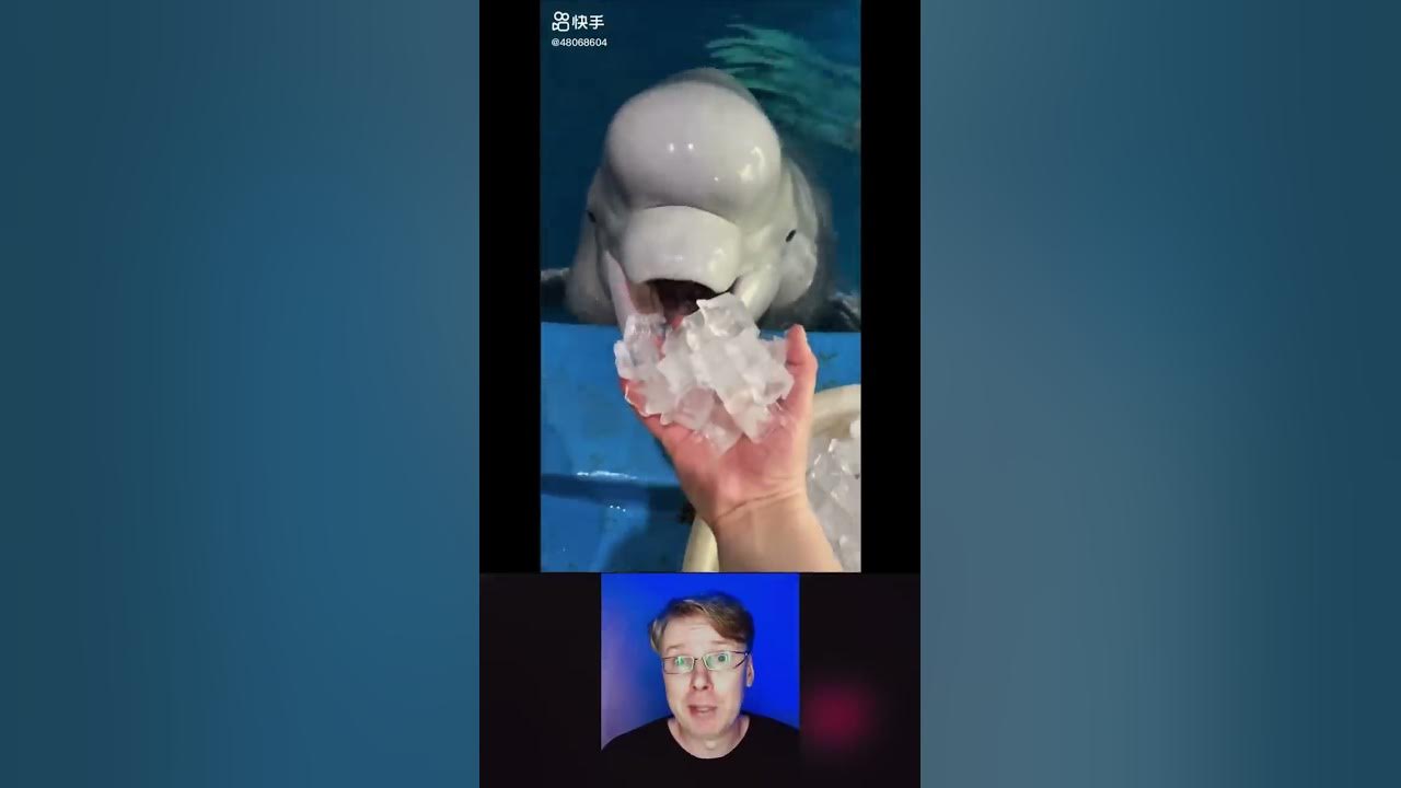 Зачем белухи едят лед Youtube