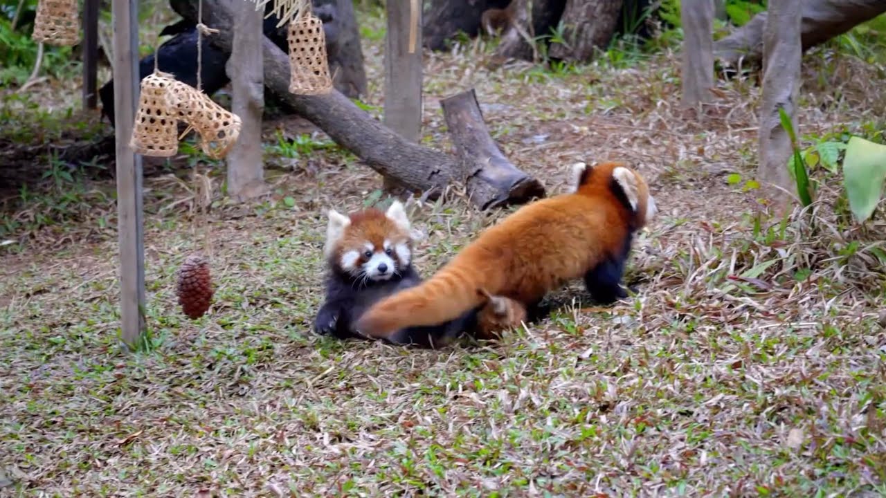 Don't leave, let's play together【redpanda】【cute】 - YouTube